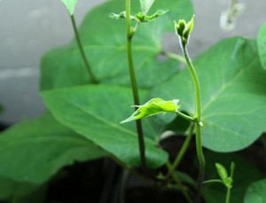 Spring garden start -- sprouting seeds – Fingering Zen