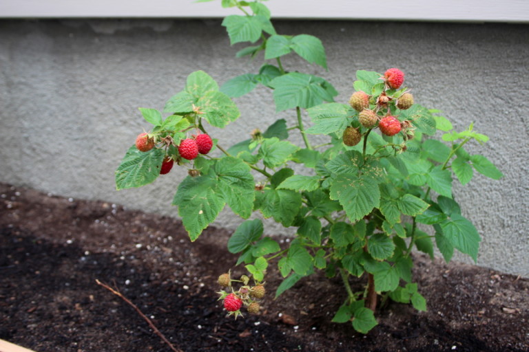Reclaim small spaces - edible landscaping between houses – Fingering Zen