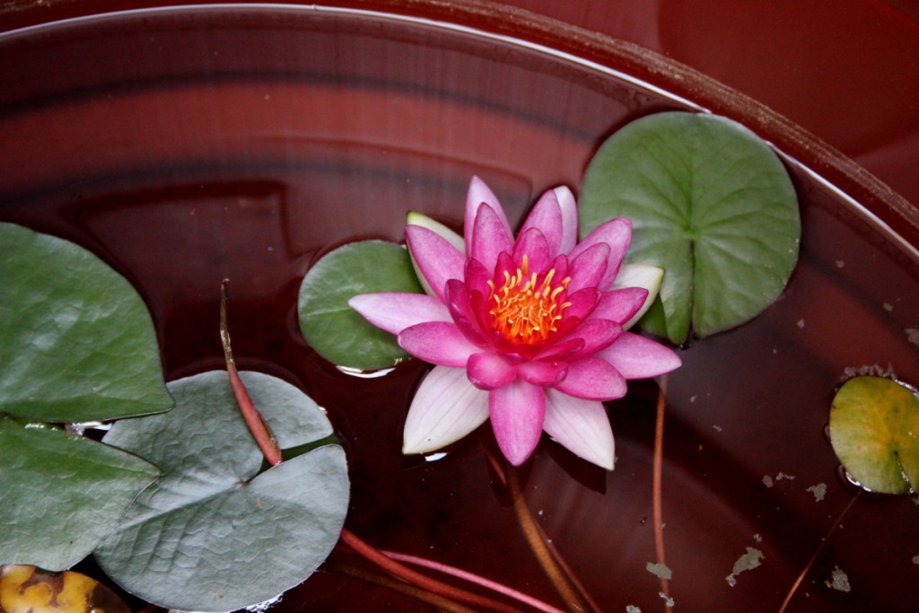 Reclaim small spaces - edible landscaping between houses – Fingering Zen